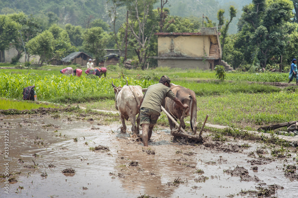 Indian farmer ploughing his fields using traditional wooden plough ...