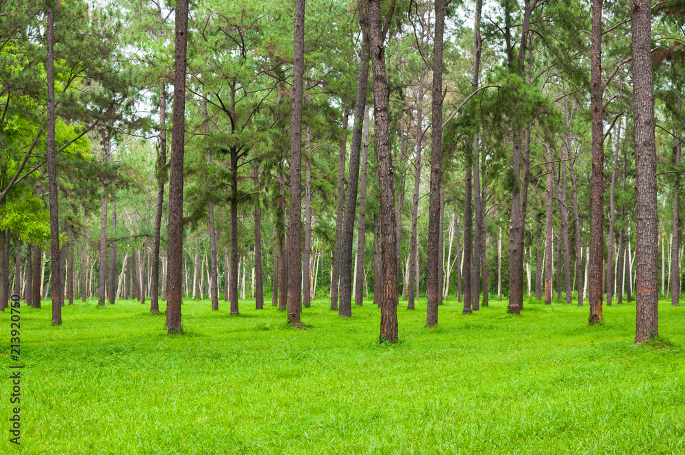 Pine trees, tall green trunks,Beautiful Pine trees and green grass for ...