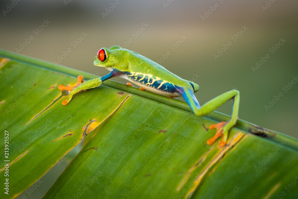 Amazing small cute frog sitting on a banana leaf. Happy frog, very ...
