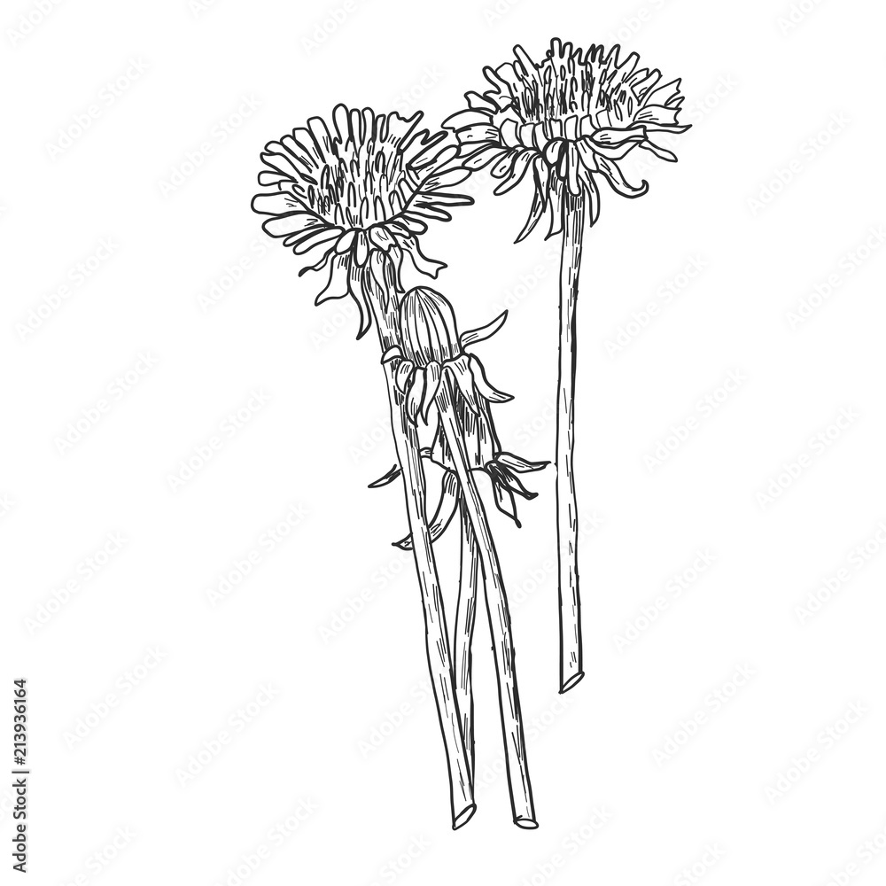 Dandelion Plant Drawing