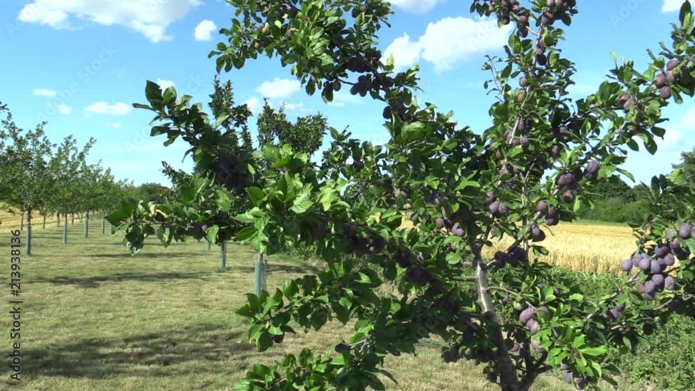 Plum Prunus domestica, variety Jojo, tree orchard homegrown, fruits ...