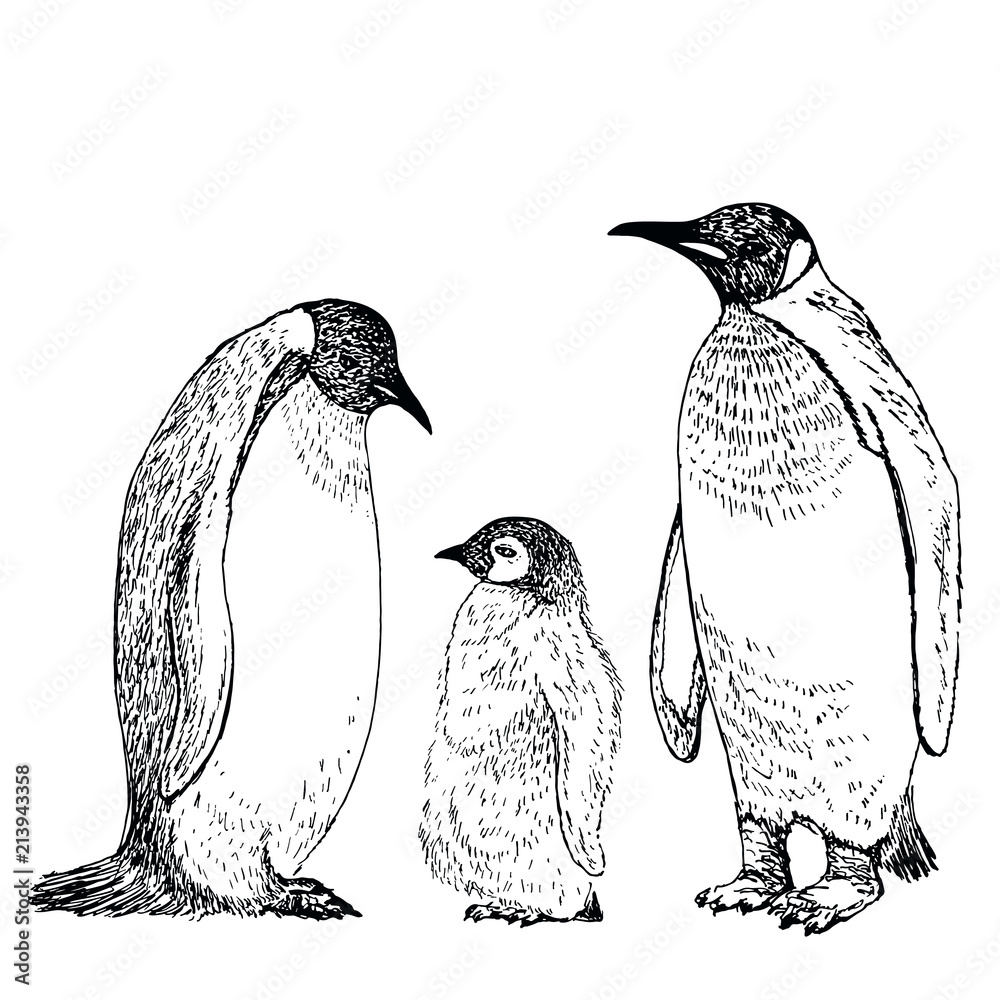 Penguin sketch. Hand drawn vector illustration. Stock Vector | Adobe Stock