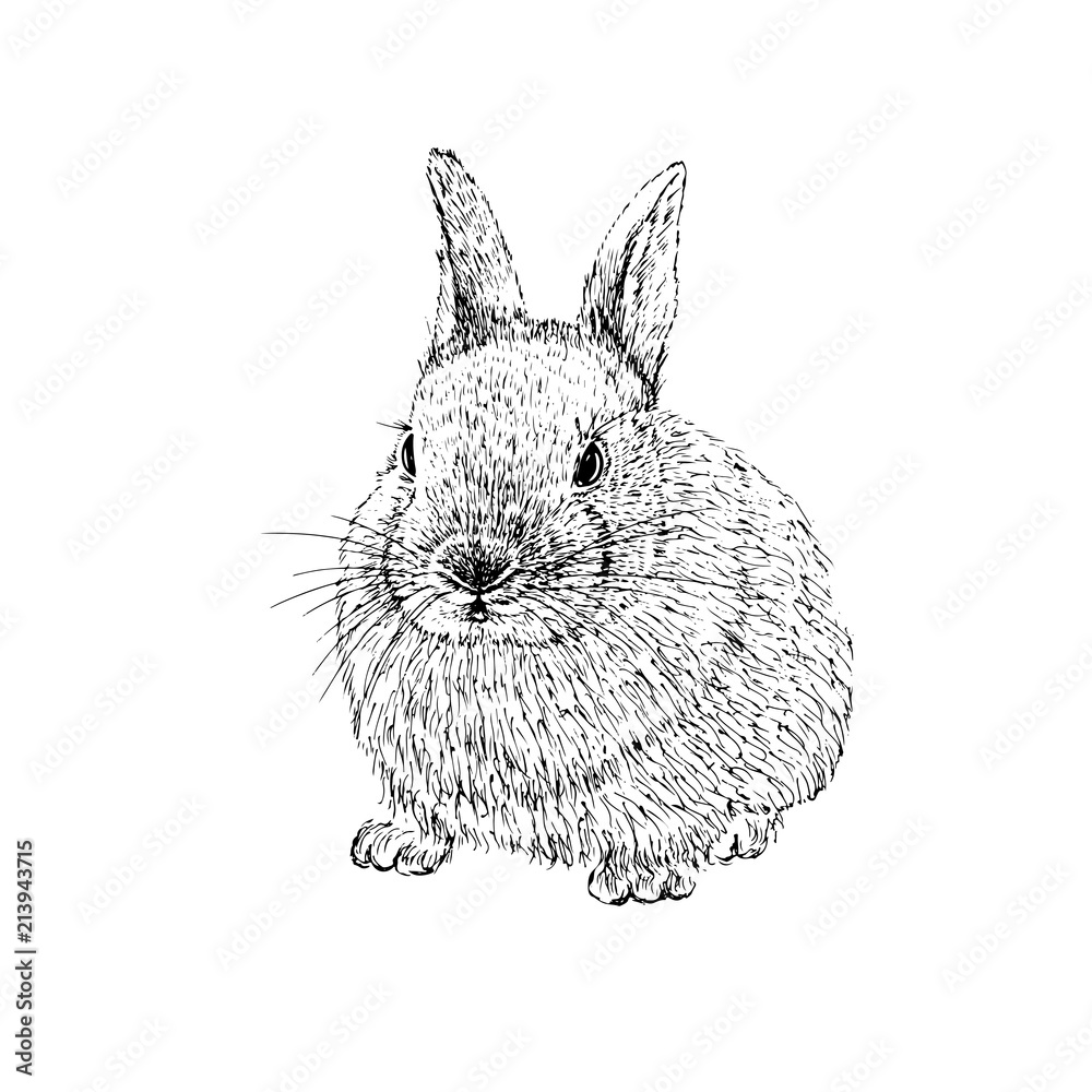 Rabbit sketch. Hand drawn vector illustration. Stock Vector | Adobe Stock