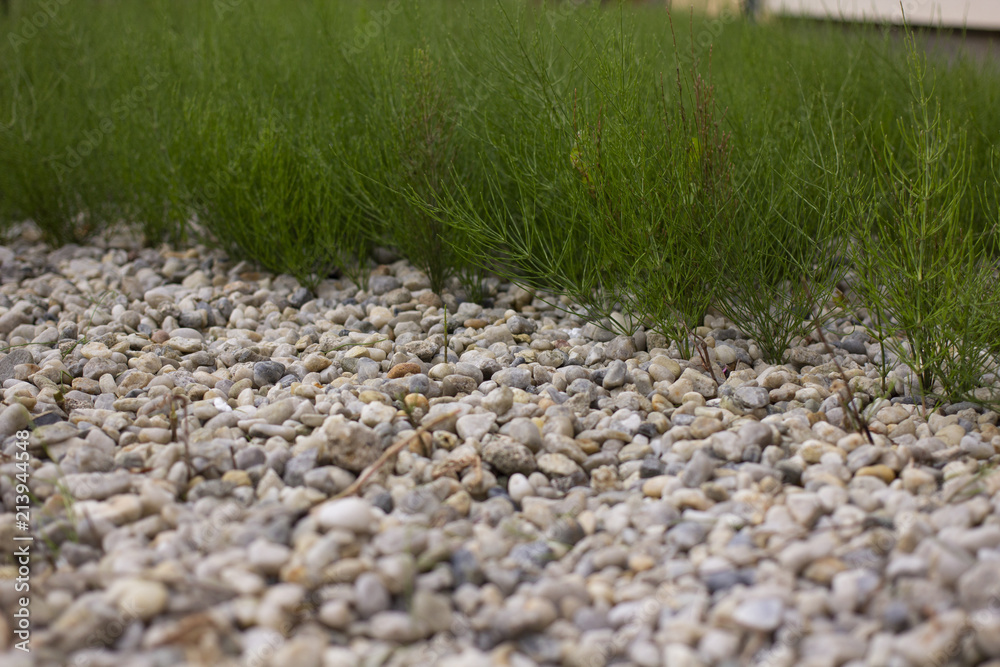 Field horsetail or common horsetail (Equisetum). Weed horsetail. The ...