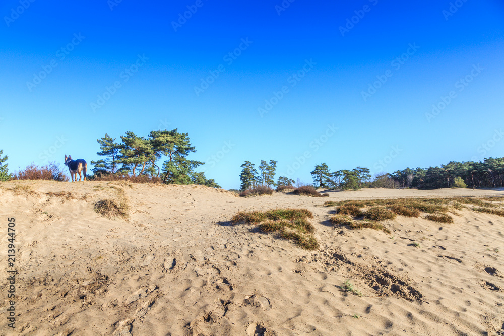 Landscape Soesterduinen in the Dutch province of Utrecht remnant of ...