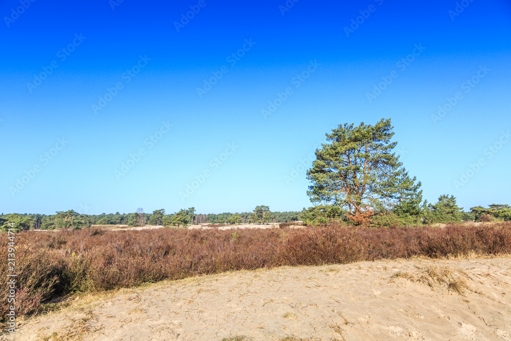 Landscape Soesterduinen in the Dutch province of Utrecht remnant of ...