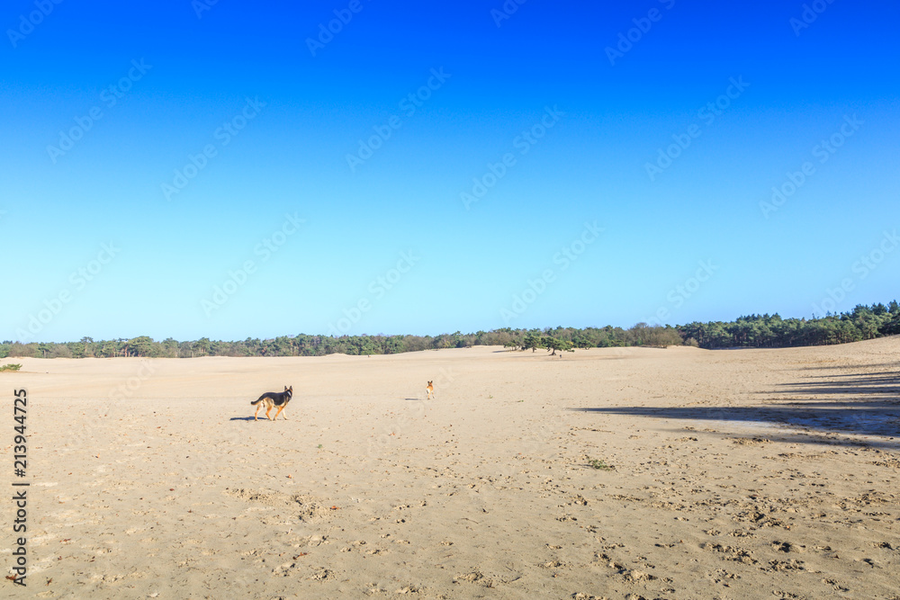 Landscape Soesterduinen in the Dutch province of Utrecht remnant of ...