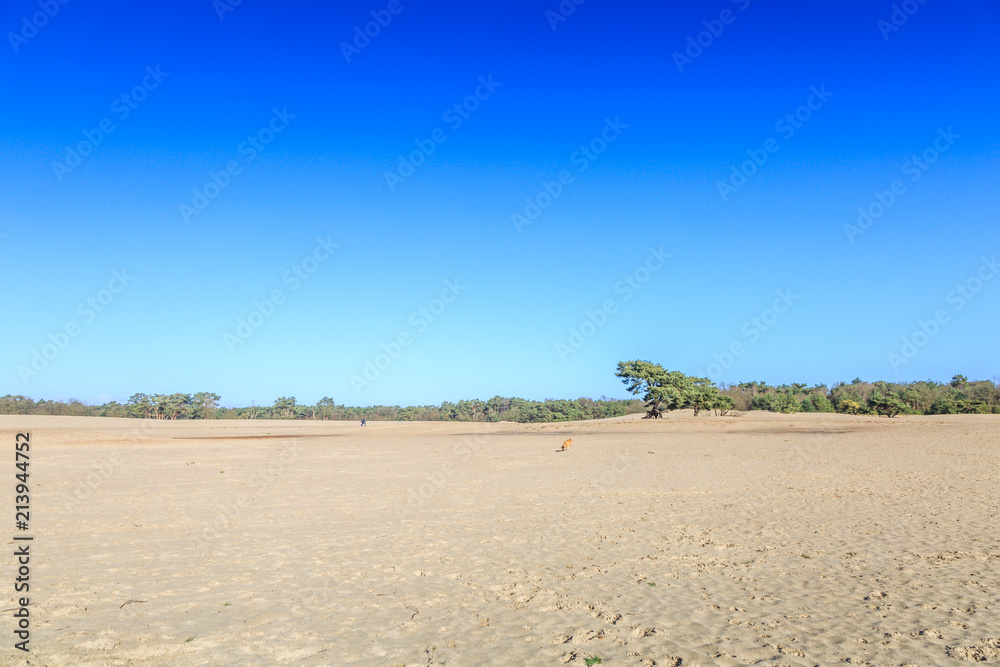 Landscape Soesterduinen in the Dutch province of Utrecht remnant of ...
