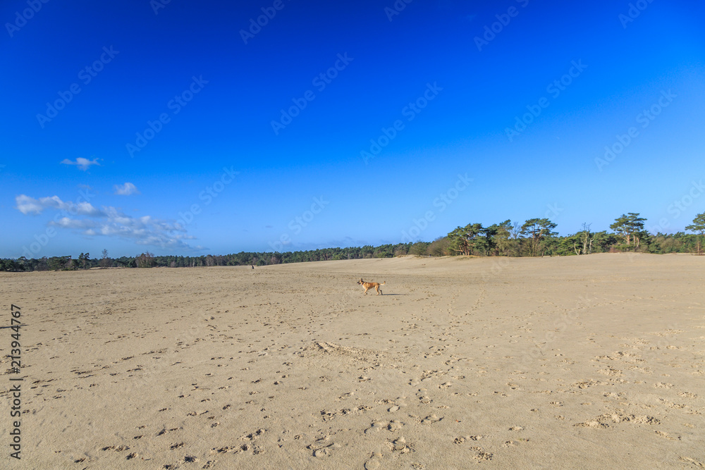 Landscape Soesterduinen in the Dutch province of Utrecht remnant of ...