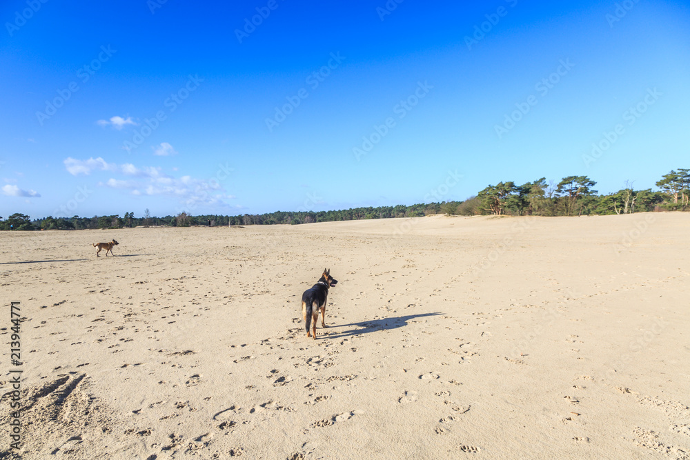 Landscape Soesterduinen in the Dutch province of Utrecht remnant of ...