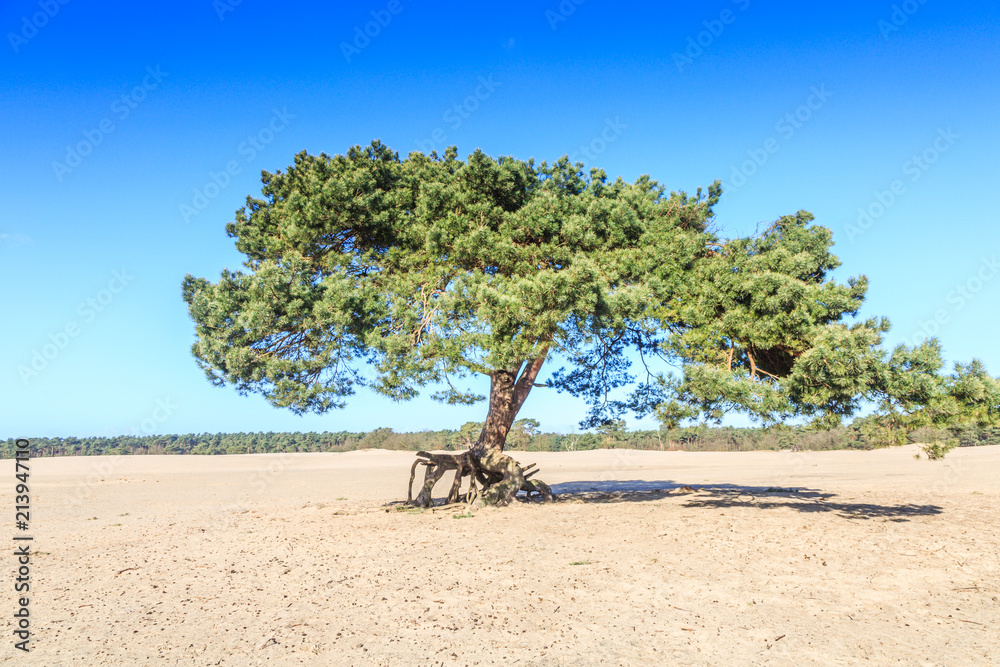 Alive and moving drifting sand dunes of Soesterduinen area in ...