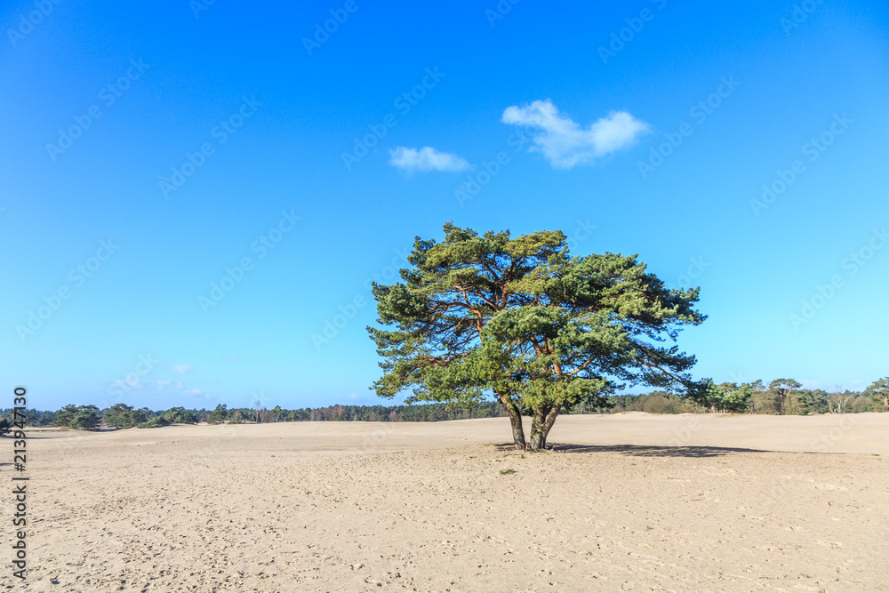 Alive and moving drifting sand dunes of Soesterduinen area in ...