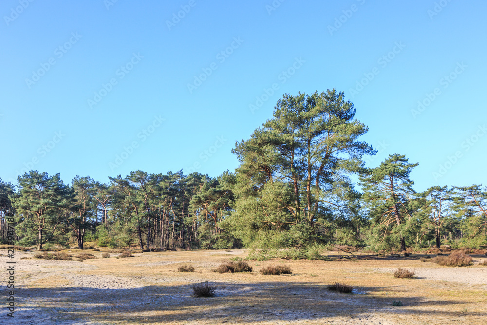 Alive and moving drifting sand dunes of Soesterduinen area in ...