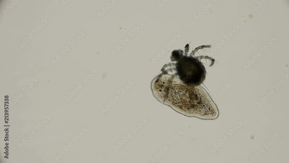 Vidéo Stock Hydrachnidia attacking flat worm Planariidae , under a ...