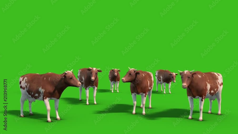 Herd of Cows Farm Animals Green Screen 3D Rendering Animation Stock ...