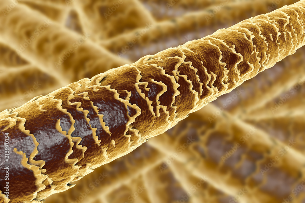 Human hair under microscope, 3D illustration showing close-up structure ...