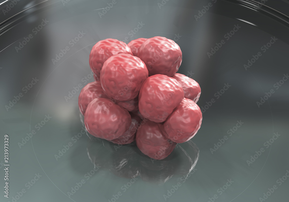 Human embryo in Petri dish, early stage, artificial fertilization ...