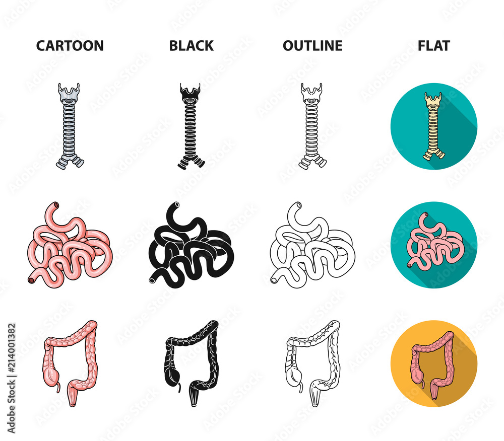 Thyroid gland, spine, small intestine, large intestine. Human organs ...