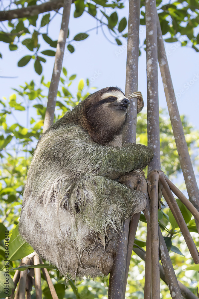 Sloth Climbing