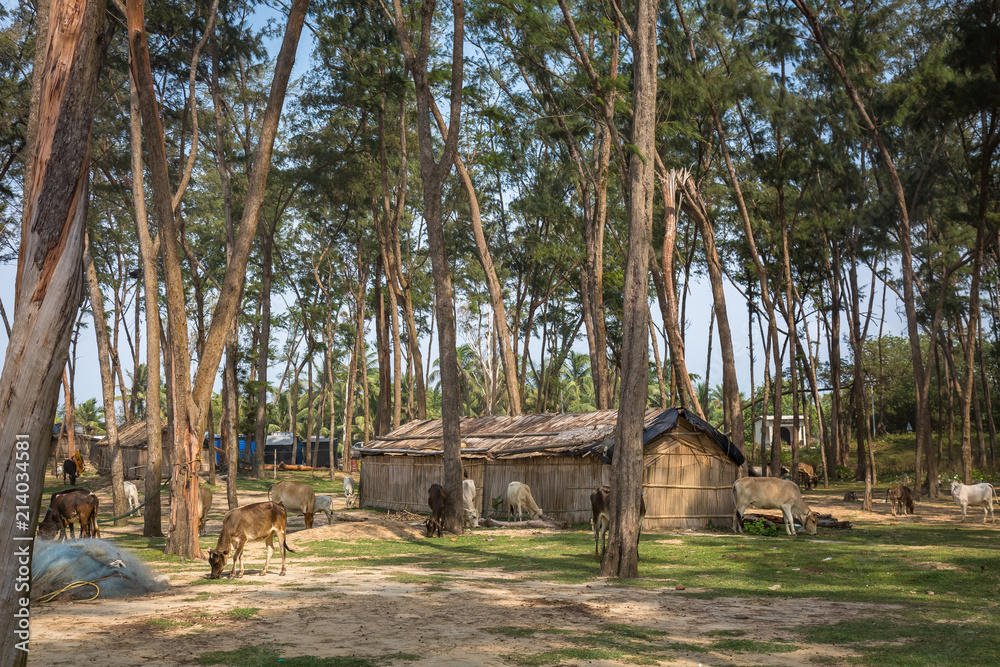Rural Indian village scene with straw huts and cows grazing. Photograph ...