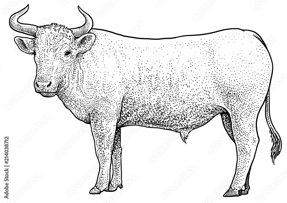 Bull illustration, drawing, engraving, ink, line art, vector Stock ...