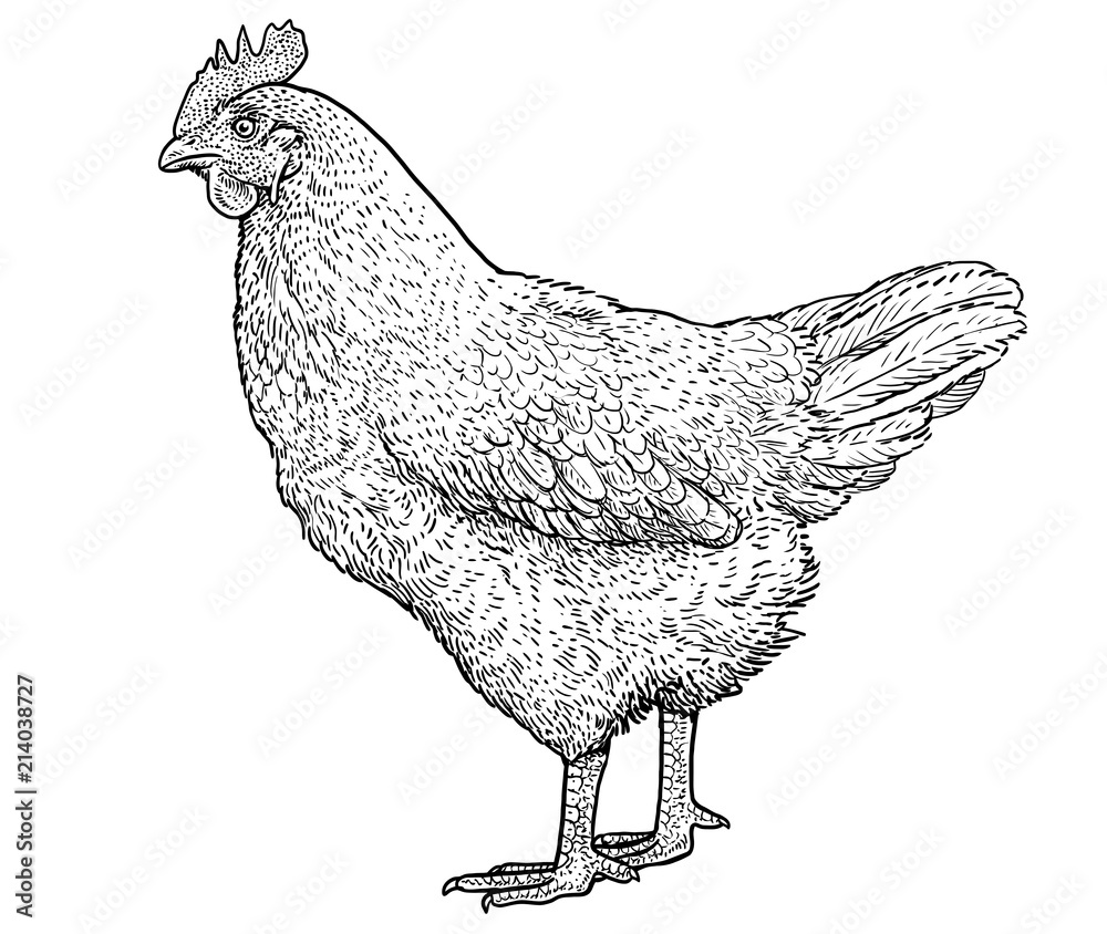 Hen illustration, drawing, engraving, ink, line art, vector Stock ...