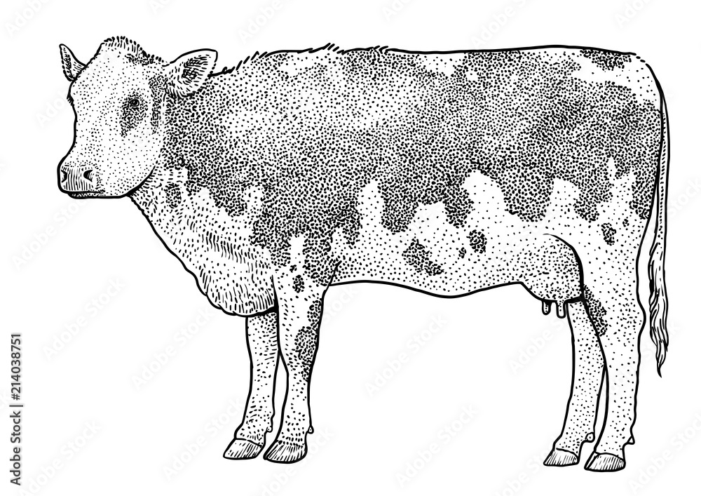 Cow illustration, drawing, engraving, ink, line art, vector Stock ...