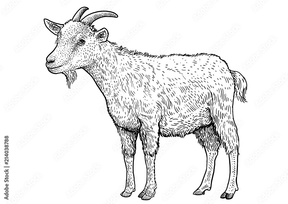 Goat illustration, drawing, engraving, ink, line art, vector Stock Vector | Adobe Stock