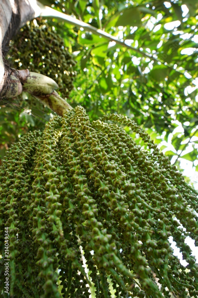 Supari Tree In English