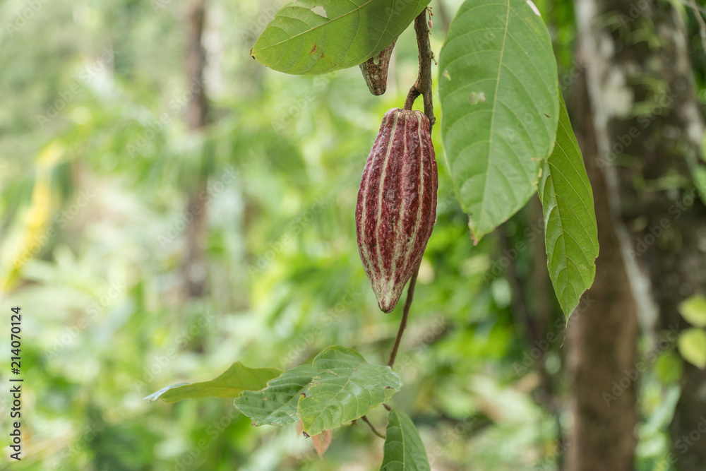 Cocoa pod fruit hang on tree branch. Cacao farm plantation close up on ...