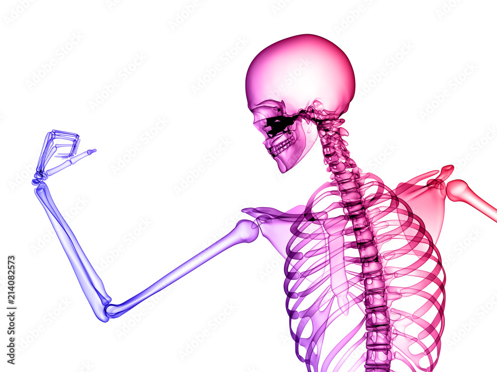 X RAY SKELETON 3D RENDER Stock Illustration | Adobe Stock