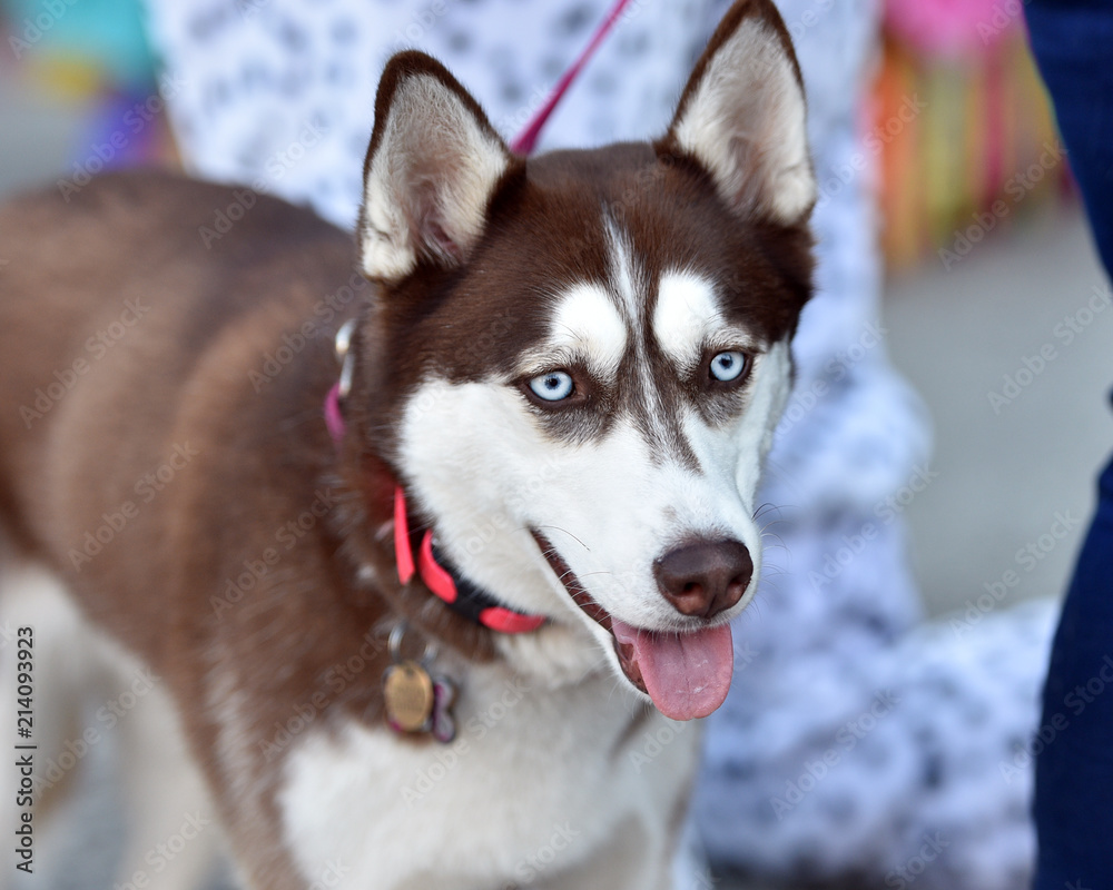 How Do You Walk A Husky Puppy
