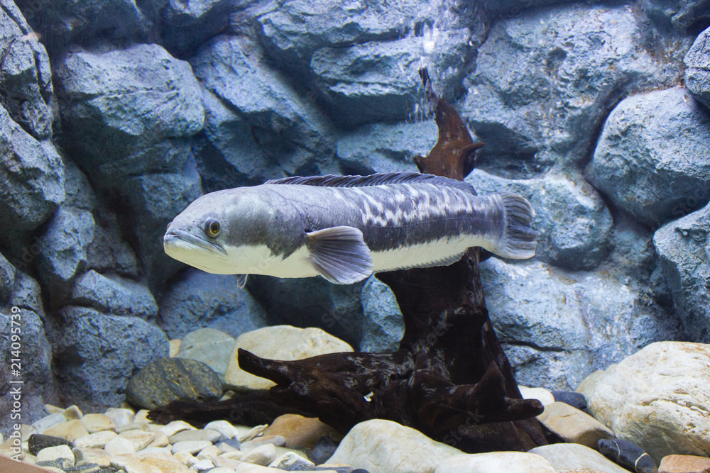 Snakehead Fish Aquarium