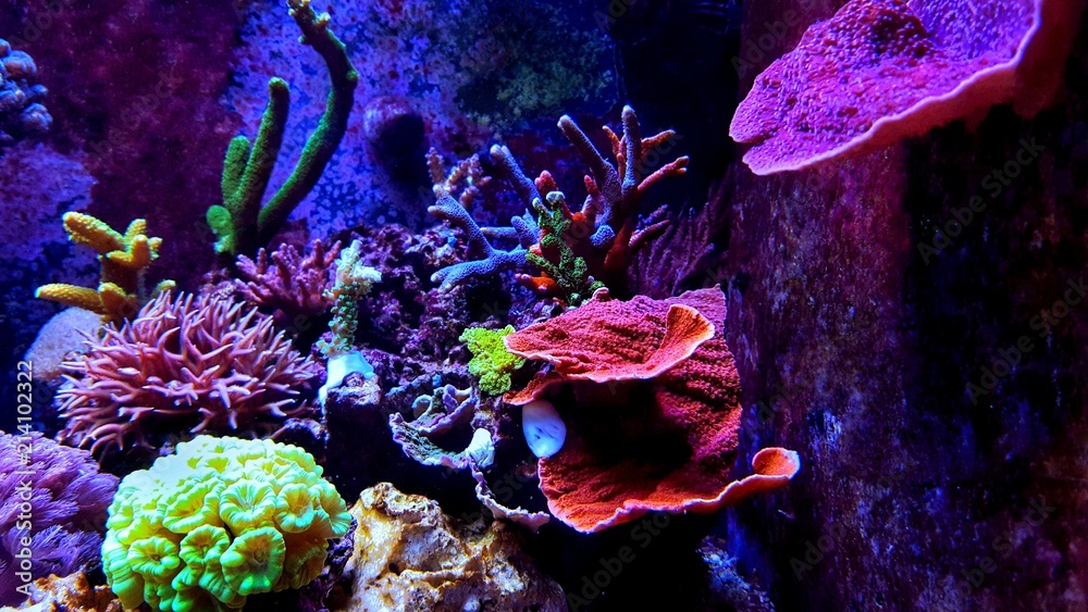 Saltwater dream coral reef aquarium tank scene Stock Photo | Adobe Stock
