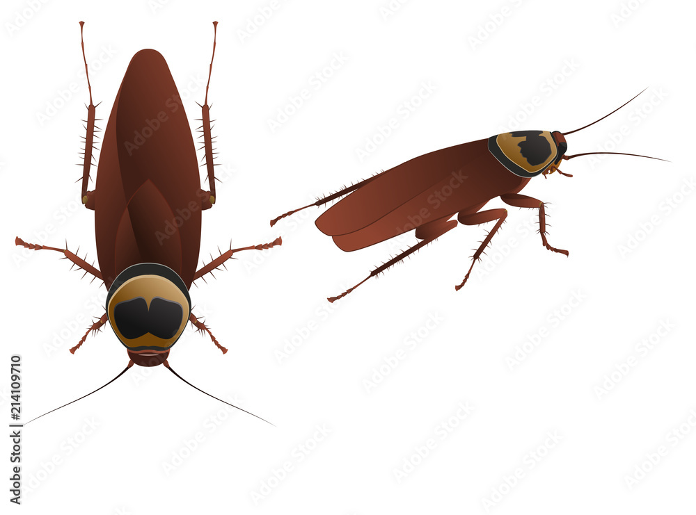Cockroach vector illustration isolated on white background Stock Vector ...