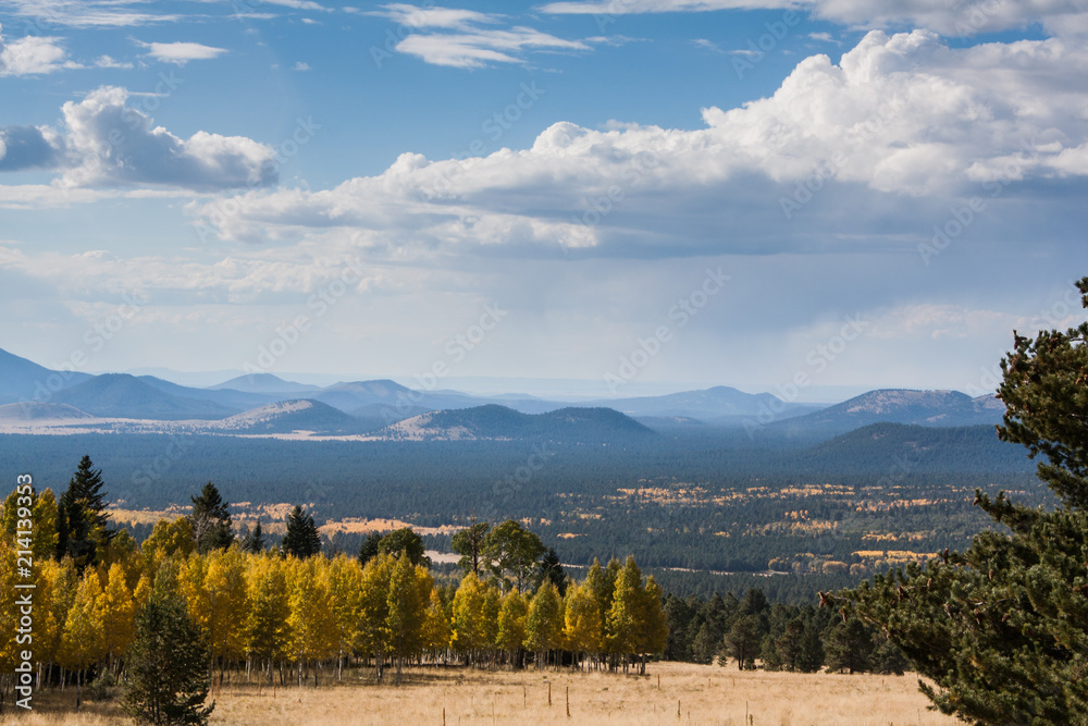 Panorama with Pine and Quaking Aspens (Populus tremuloides) changing ...