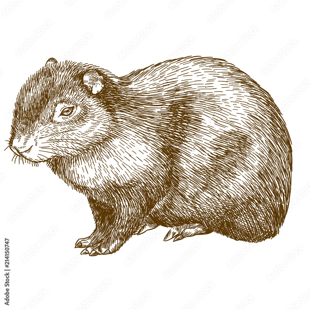 engraving drawing illustration of common agouti or sereque Stock Vector ...