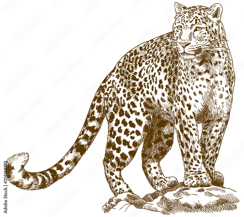 engraving drawing illustration of leopard Stock Vector | Adobe Stock