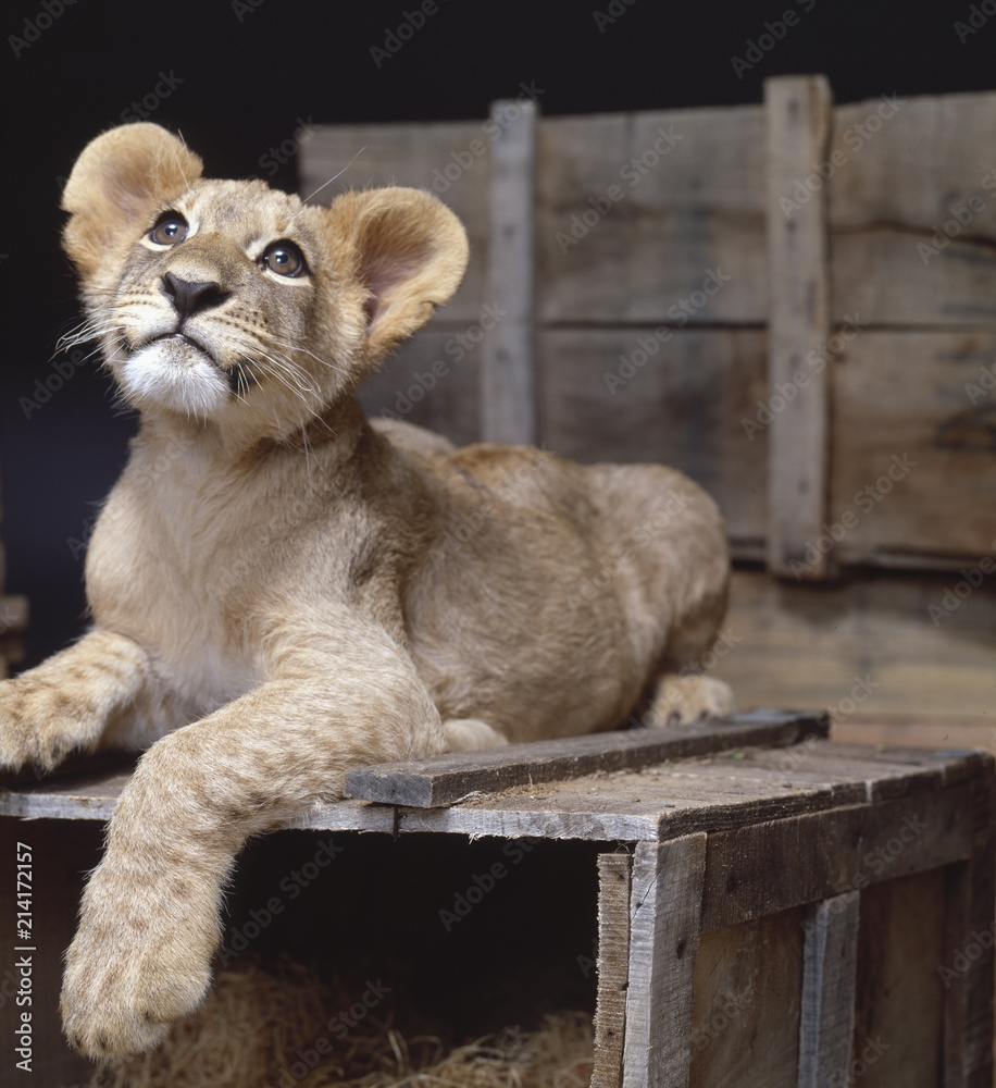 lion on crate Stock Photo | Adobe Stock