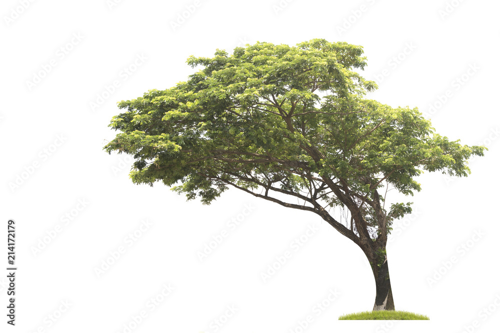 Rain tree isolated on white background.Tree isolated on white ...
