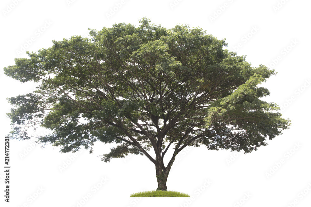 Rain tree isolated on white background.Tree isolated on white ...