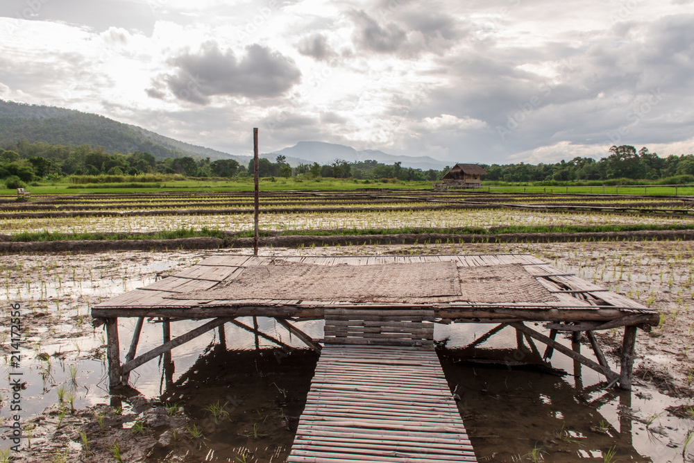Rice fields have just started to grow. And bamboo is made into bridges ...