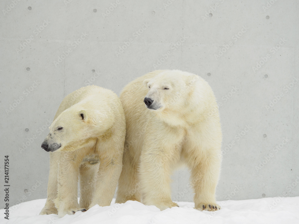 しろくま Stock 写真 | Adobe Stock