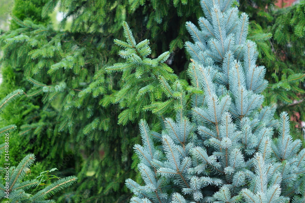 Types Of Spruce Trees