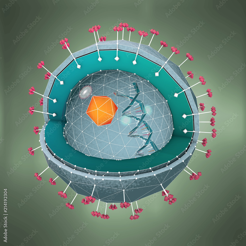 3d illustration of a cross section of a hepatitis pathogen with dna ...