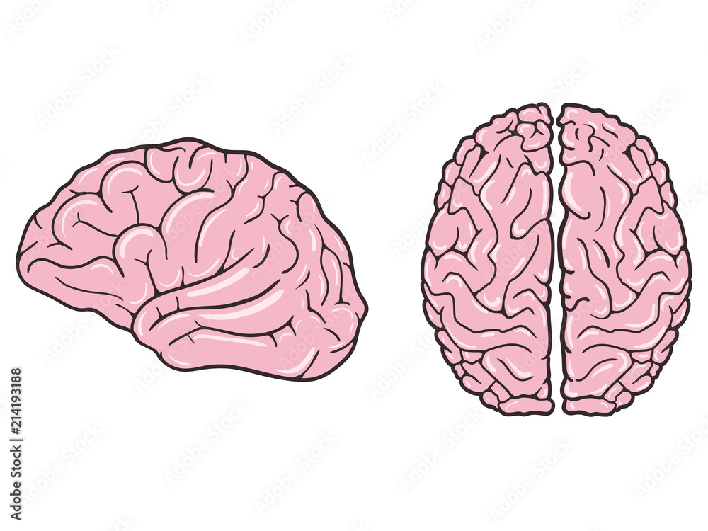 Human brain on white background. View from above and profile. Vector ...