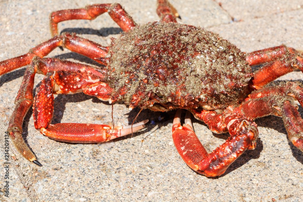 Araignée de mer vivante après la pêche en Bretagne Stock Photo | Adobe ...