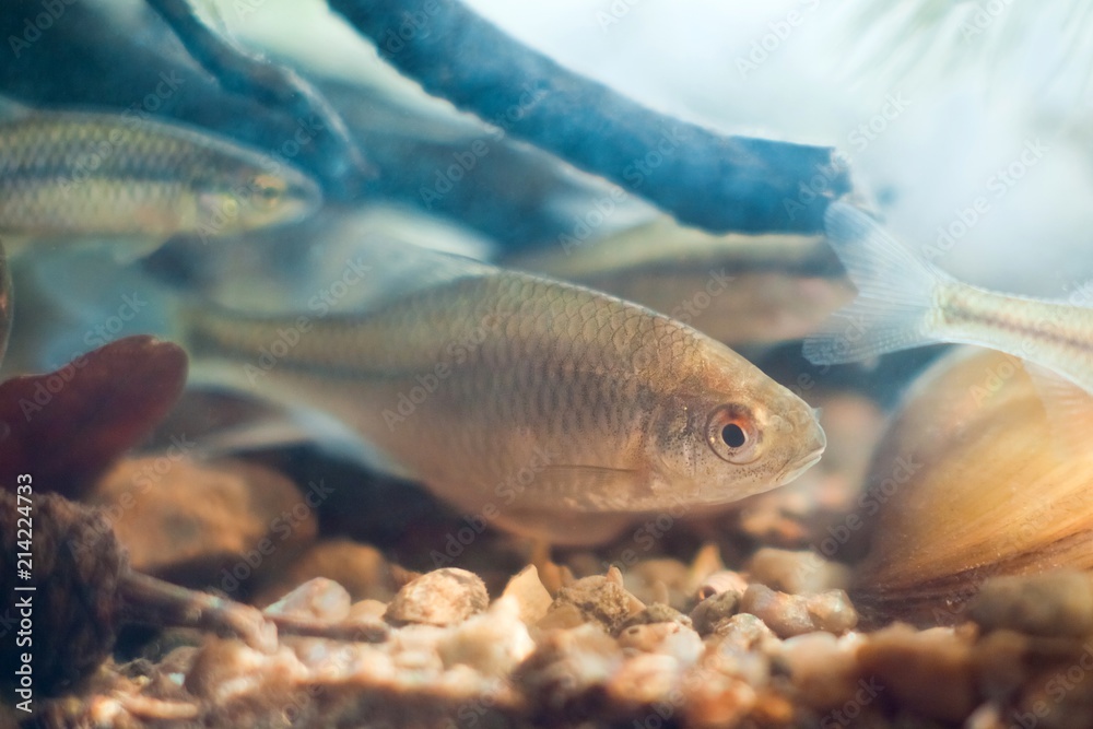 Rhodeus amarus, European bitterling, freshwater fish, caught in ...