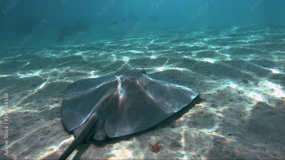 snorkeling in a lagoon with fish ray, French Polynesia Stock Video ...