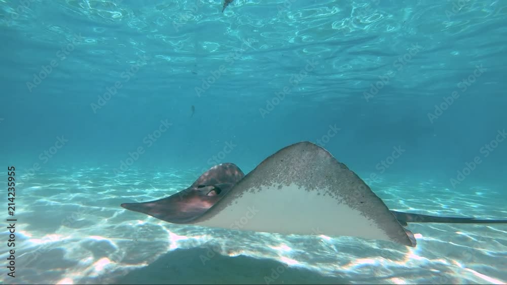 snorkeling in a lagoon with fish ray, French Polynesia Stock Video ...